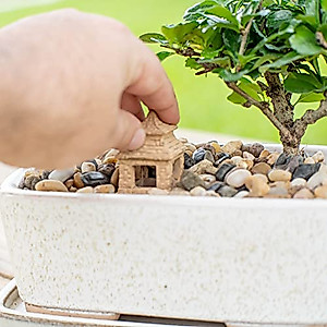 Costa Farms Bonsai Starter Kit, Live Bonsai Tree, Easy to Grow, Fun Garden, Crafts, Hobby Kit for Adults, Unique DIY Gift, Gardening, Great Gift for Kids & Adults, Mother's Day Gift, 10-Inches Tall
