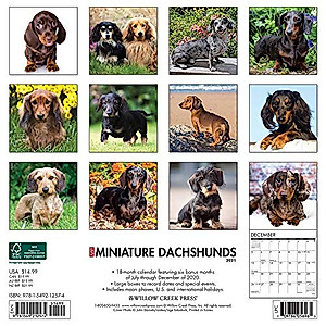 Just Mini Dachshunds 2021 Wall Calendar (Dog Breed Calendar)