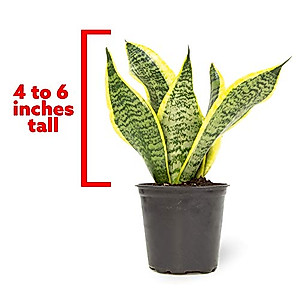 Live Snake Plant, Sansevieria trifasciata Superba, Fully Rooted Indoor House Plant in Pot, Mother in Law Tongue Sansevieria Plant, Potted Succulent Plant, Houseplant in Potting Soil by Plants for Pets