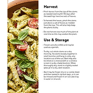 Burpee Sweet 500 Non-GMO Seeds for Planting | Grow Fresh Herb in Home Garden | Classic Basil Variety for Italian Cooking