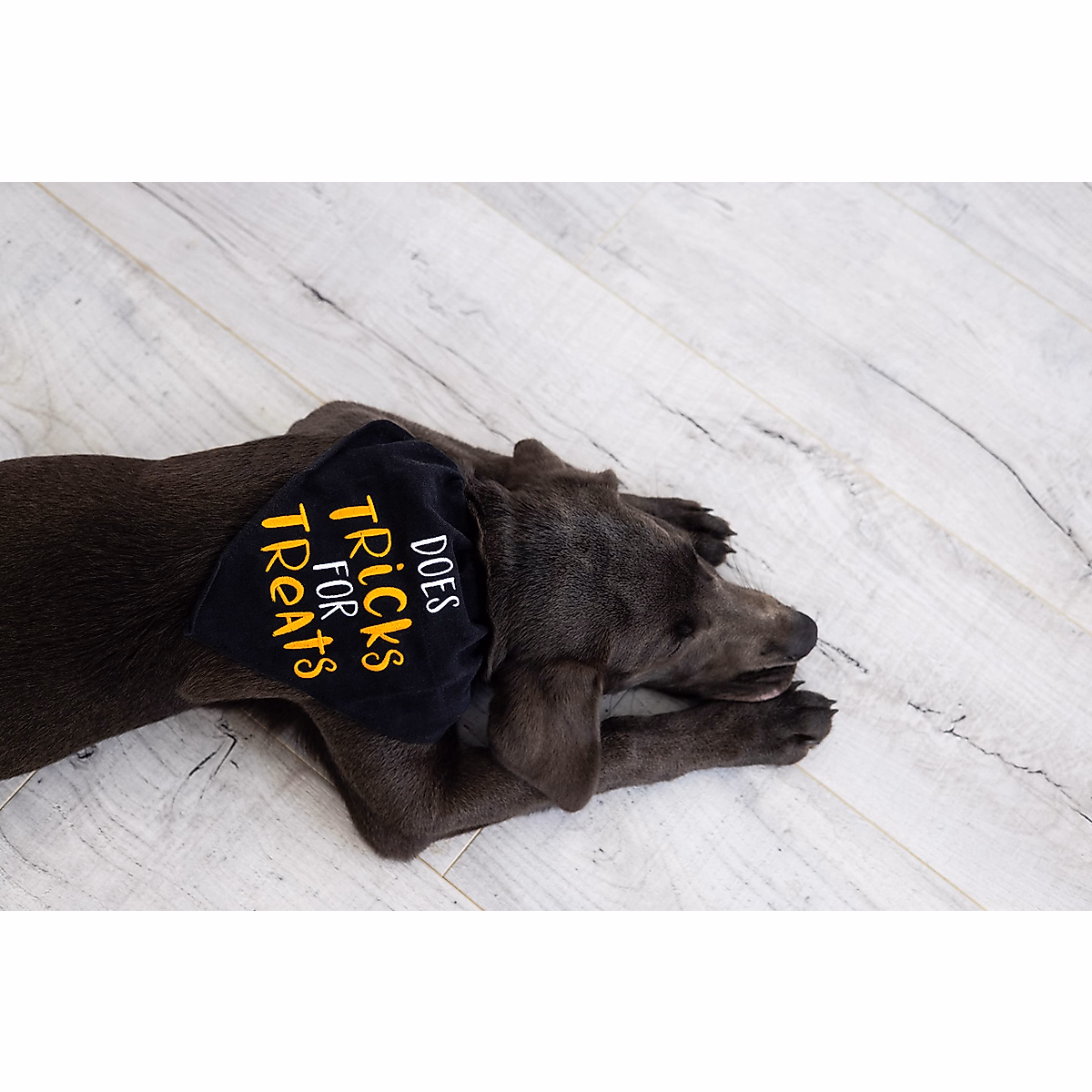 Pearhead Trick or Treat Bandana, Fall Holiday Dog Apparel, Halloween Dog Costume, Dog Slip On Collar Accessories, Small/Medium, S/M