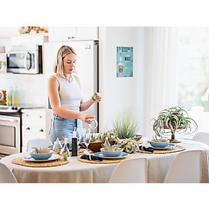 Air Plant Shop 10 Pack XL Tillandsia Ionantha Rubra- Wholesale and Bulk - Succulents - Live Tillandsia - Easy Care Indoor and Outdoor House Plants