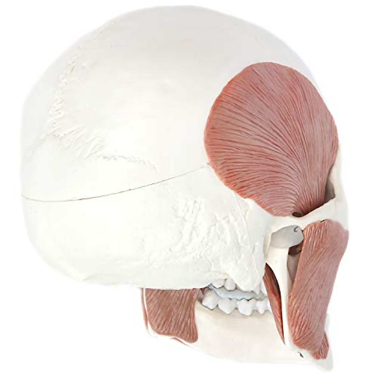 Axis Scientific 3-Part Human Skull Model with Masticatory Muscles, Life Size Skull Cast from Real Human Bones Shows Range of Motion of Jaw