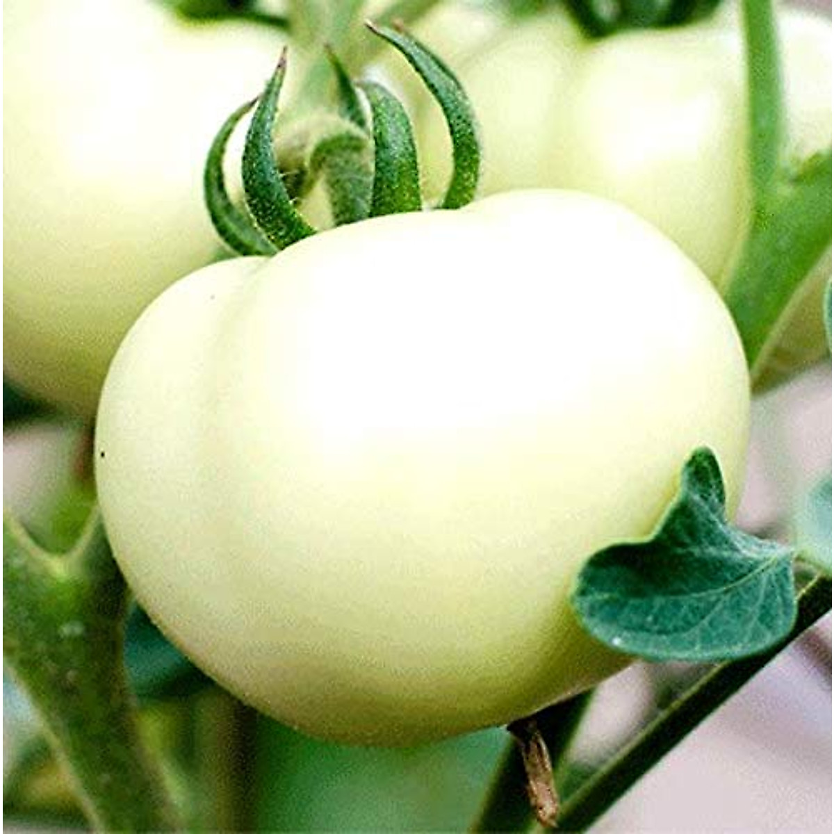 White Wonder Beefsteak Tomato Unique Heirloom! #221 (85 Seeds, or 1/4 Gram)