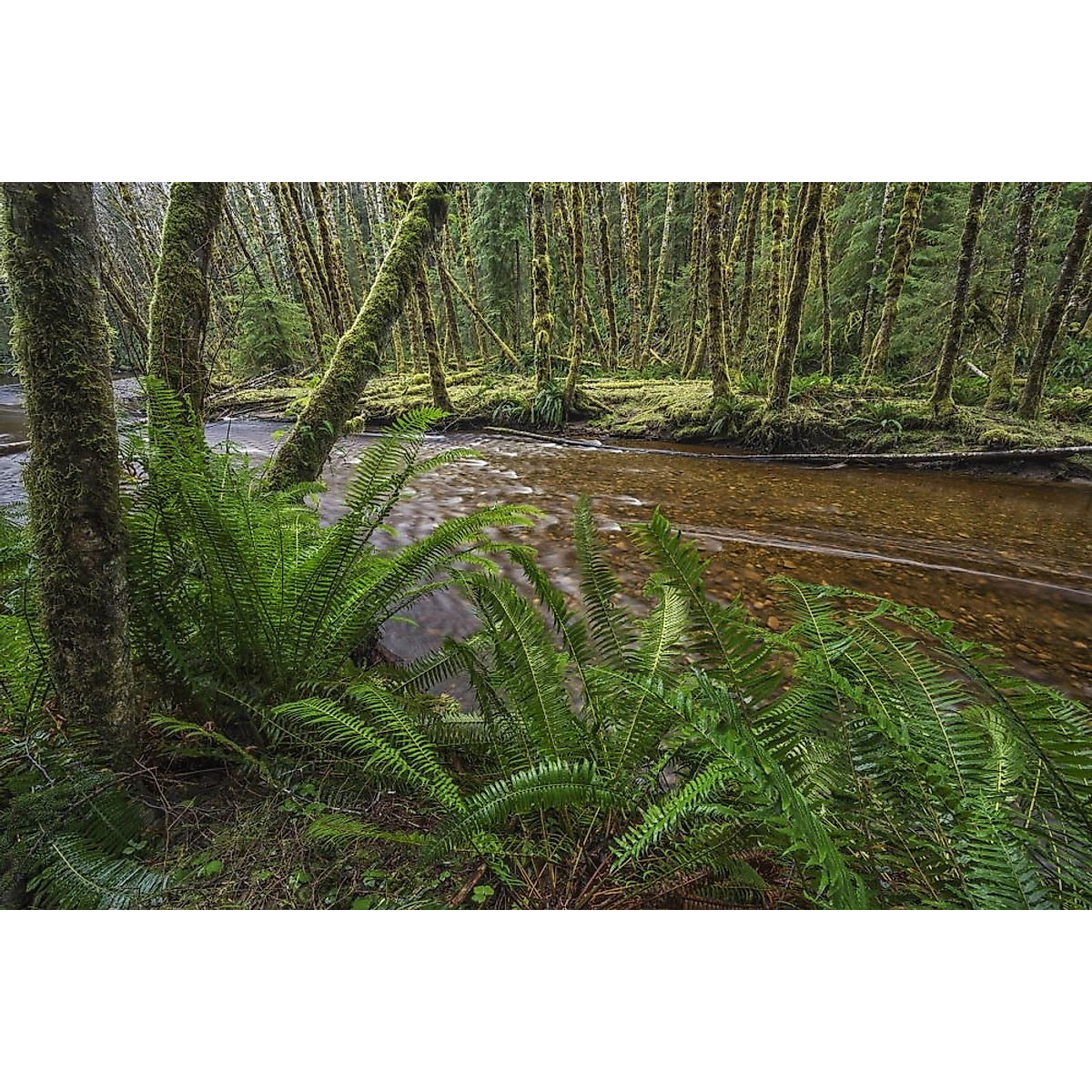 Posterazzi Haans Creek flows through the green rainforest near Sandspit Haida Gwaii British Columbia Canada Poster Print, (19 x 12)