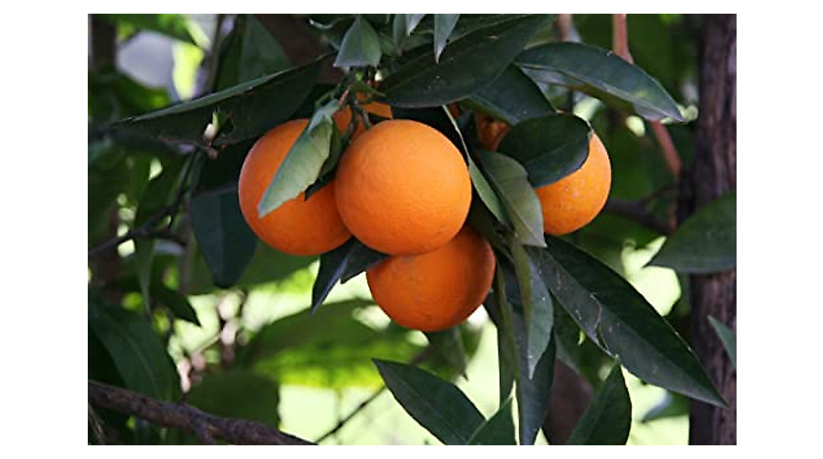 10 Hardy Orange Bonsai Tree Seeds - Grow Unique Citrus