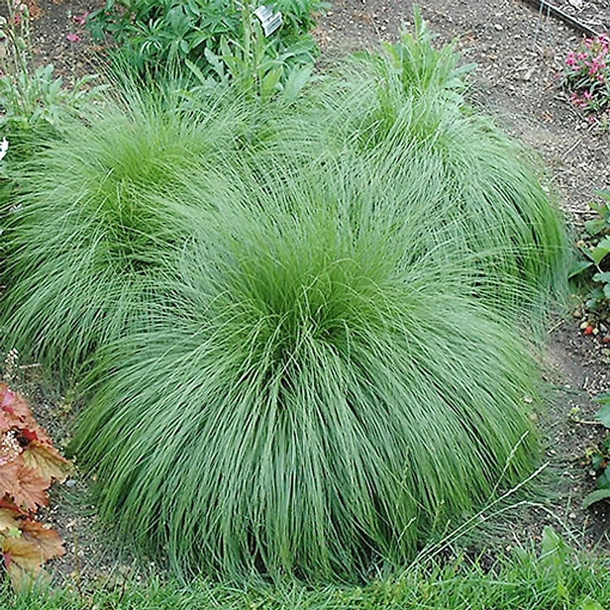 QAUZUY GARDEN 200 Prairie Dropseed Seeds (Sporobolus Heterolepis) Ornamental Native Grass - Drought Tolerant - Perennial Ground Lawn Cover grass - Low-Maintenance