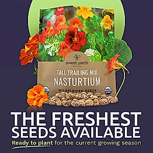Sweet Yards Seed Co. Nasturtium Seeds – Mixed Colors – Extra Large Packet – Over 200 Open Pollinated Non-GMO Flower Seeds – Tropaeolum majus