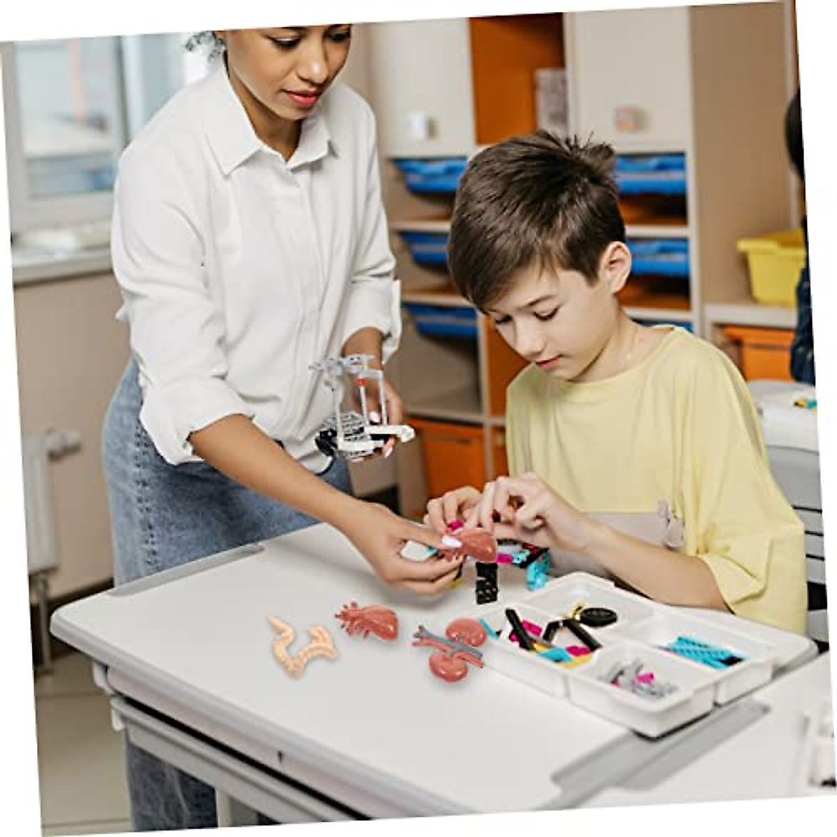 2 Sets Human Visceral Model Human Teaching Aid Human Torso Body Model Human Internal Organs Model Human Body Model Torso and Skeleton Models Anatomy Mannequin PVC Child Major Suite