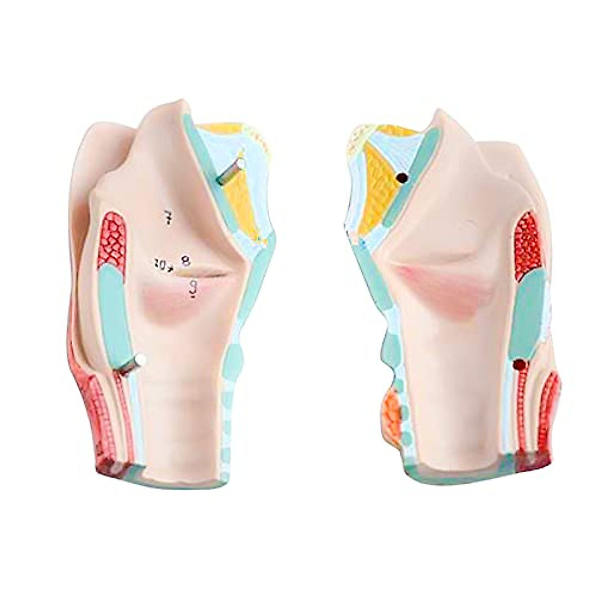 Professional Magnified Human Larynx Joint Simulation Model Medical Anatomy Type:YR-H-XC-301
