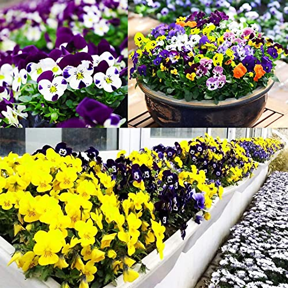 100 Pcs Viola Johnny Jump Up Flower Seeds, King Henry Viola Seeds for Planting (Viola cornuta) Seeds