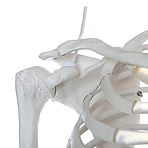 Axis Scientific Flexible Life-Size Skeleton Anatomical Model, Bundle Containing 5' 6" Anatomically Correct Skeleton, 206 Bones, Interactive Medical Replica, Adjustable Rolling Stand, Dust Cover