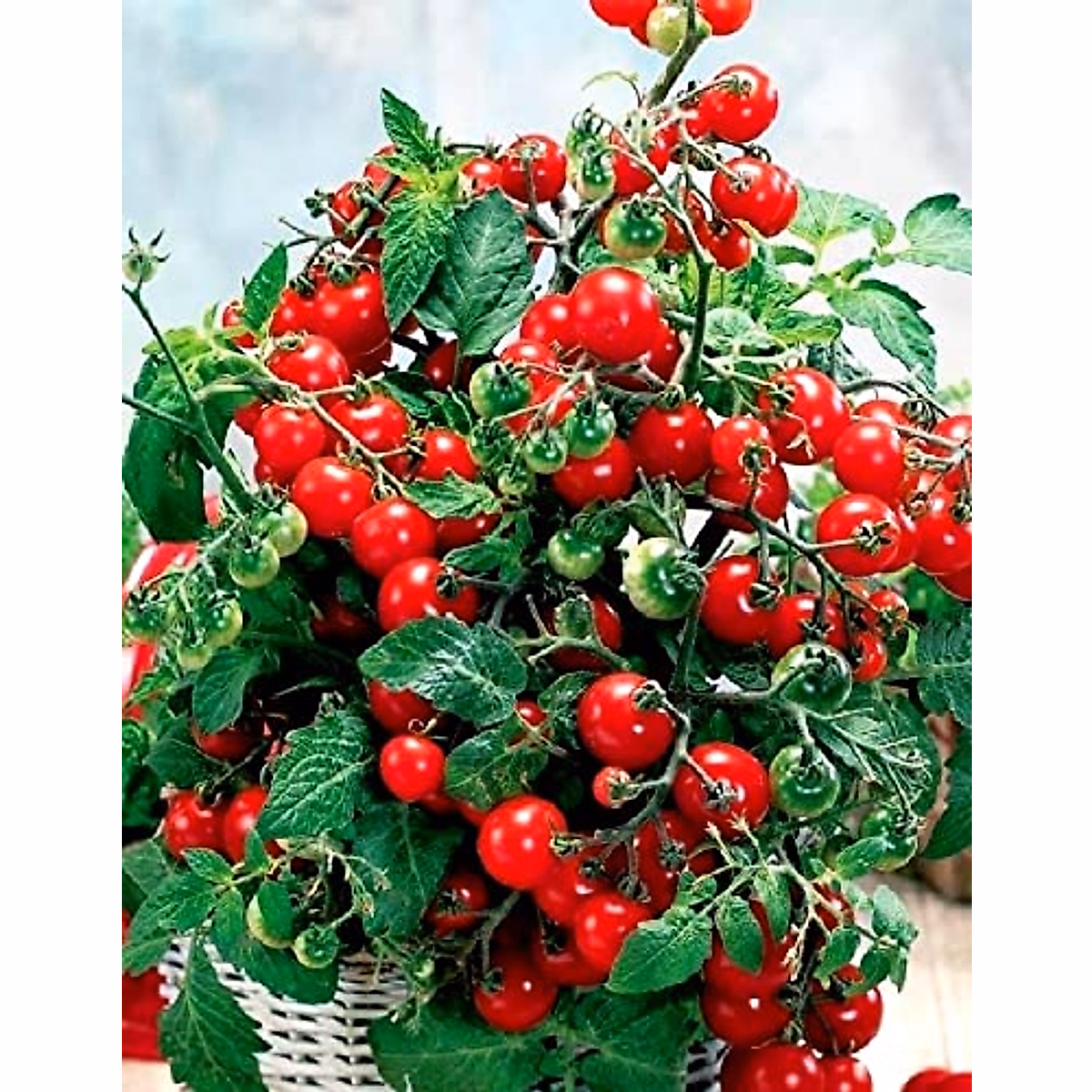 Dwarf Bush Tomatoes Seeds for Planting 25+ Seeds Indoor Vegetable Garden
