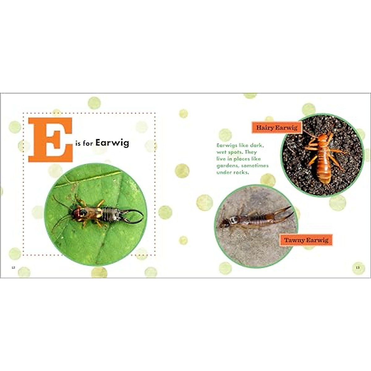 ABC Bug Book for Kids