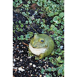 Evergreen Cute Portly Frog Outdoor Statue and Secret Key Holder | Weatherproof and Outdoor Safe | Garden Sculpture | Porch Garage or Patio Home Decor | 6 Inches Tall