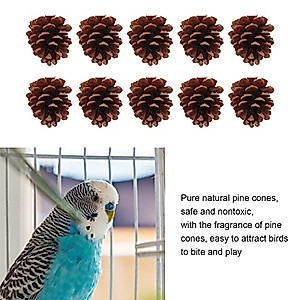 10Pcs Natural Pine Cones, Pinecone Decor, Bird Chewing Toys, Pet Bird Birdcages Hanging Tearing Toys with fixing nuts and washers for Parakeet Cockatiel Conure African Grey Lovebirds Budgies Cockatoos