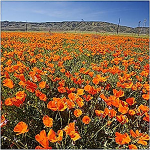 RattleFree California Poppy Seeds for Planting Outdoors | 500 Seeds Per Annual Wildflower Planting Packet | Non-GMO | Fresh Flower Seeds to Plant in Your Home Garden | Orange Color Flowers