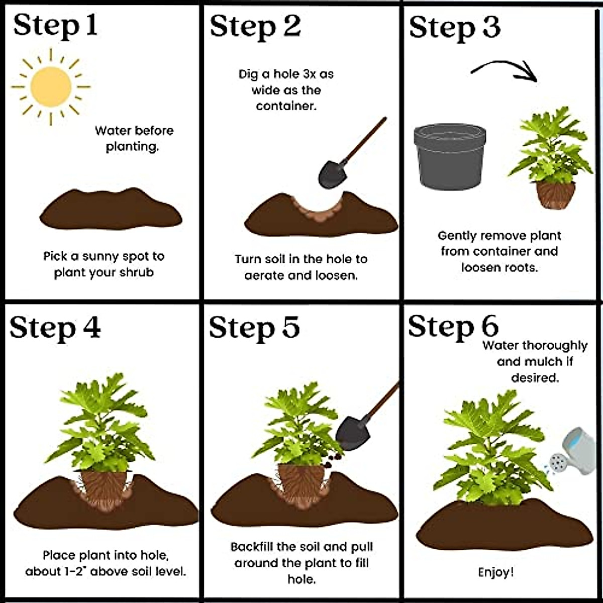 Shrub Black Mission, 1 Gallon, Lush Green Foliage with Deep Purple Figs