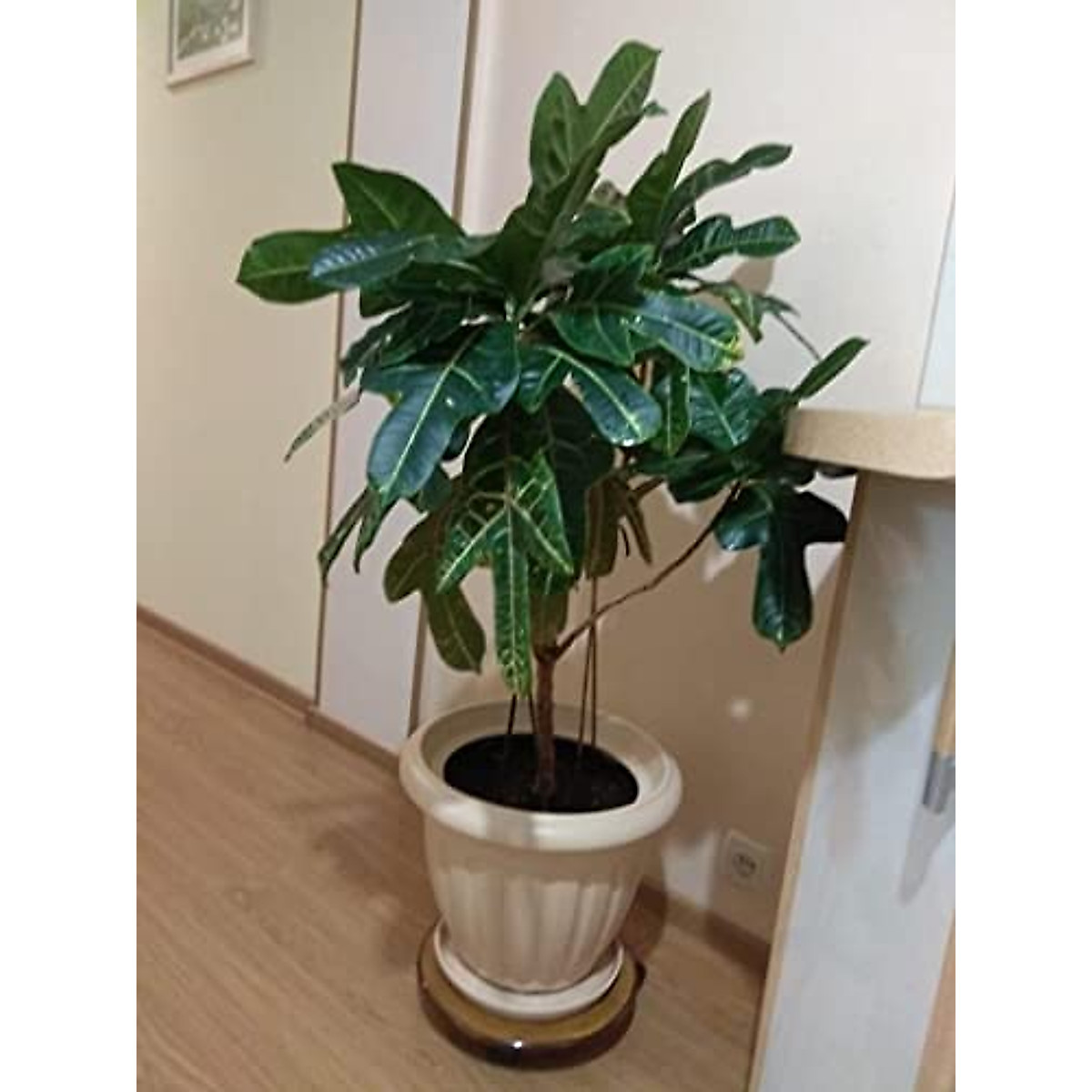 SeedsUP - 5+ Seeds Arabian Coffee Tree (Mountain Plant) - Tree Dwarf