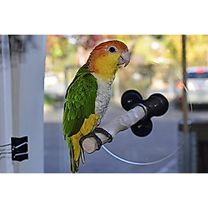 Window NU Perch for Small to Medium Parrots