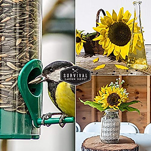 Survival Garden Seeds - Black Russian Sunflower Seed for Planting - Packet with Instructions to Plant and Grow Flowers for Oil or Bird Feed in Your Home Vegetable Garden - Non-GMO Heirloom Variety