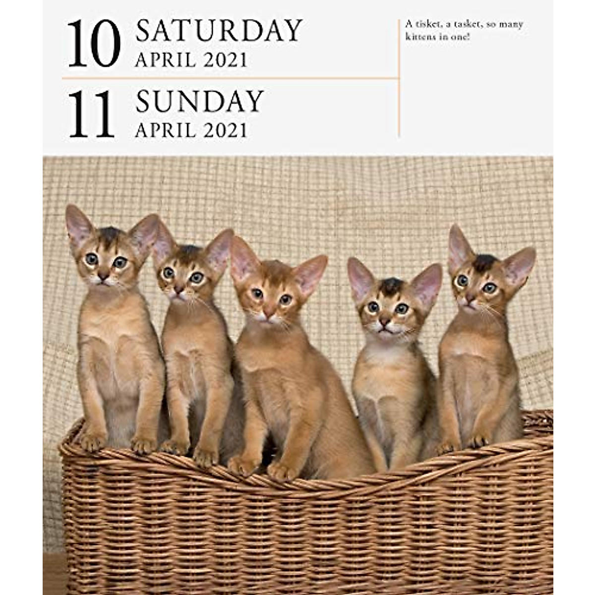 Cat Page-A-Day Gallery Calendar 2021