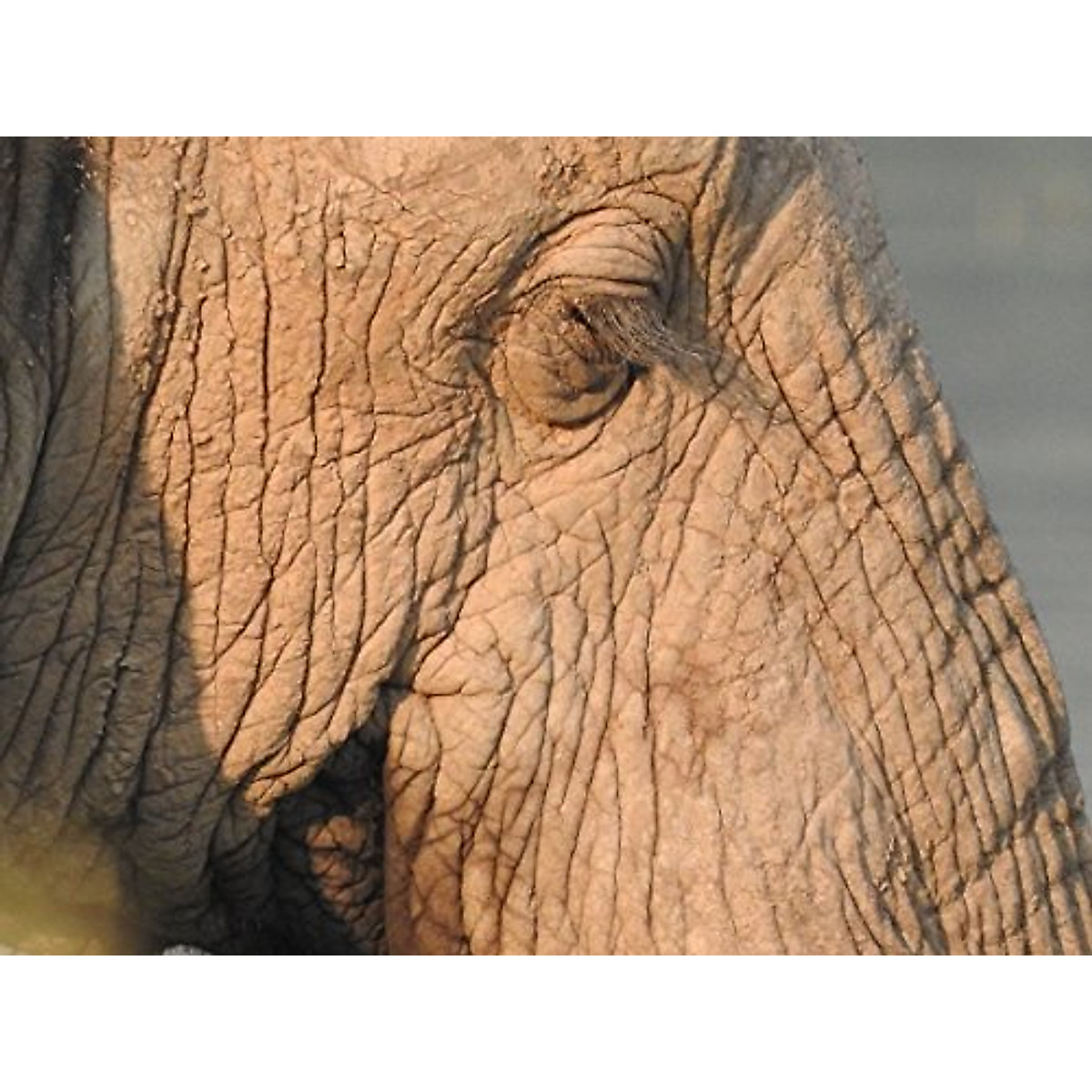 Nikon Coolpix P900 Super Zoom Camera - New