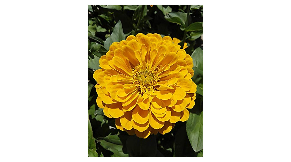 Bright Mixed Double Zinnia Seeds - 150+ Flower Varieties