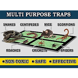 MaxGuard Mini Glue Traps (48 Traps) Non-Toxic Extra Sticky Glue Board Pre-Baited with Fruity Scent Attractant Trap & Kill Insects, Bugs, Spiders, Crickets, Scorpions, Cockroaches, Centipedes, Mice