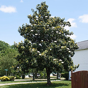 QAUZUY GARDEN 5 Southern Magnolia (Magnolia Grandiflora) Bull Bay Seeds | Non-GMO Heirloom Seed & Attract Pollinators | Striking Perennial Garden Container Bonsai Tree Shrub Plant