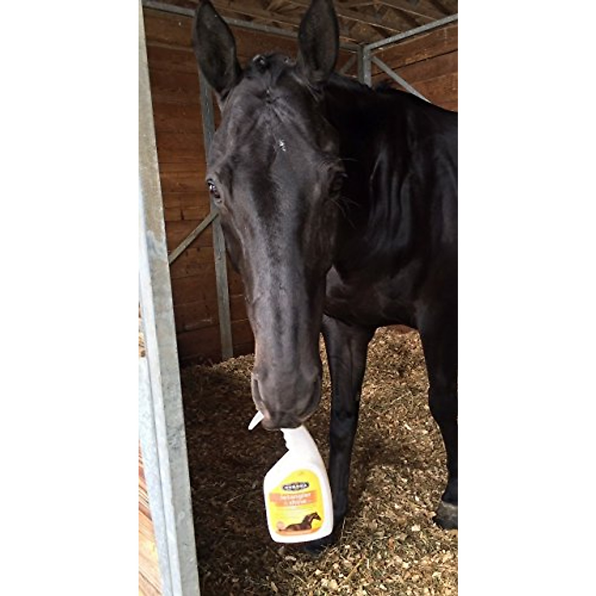 Manna Pro Corona Detangler & Shine Conditioner for Horse, 32 oz