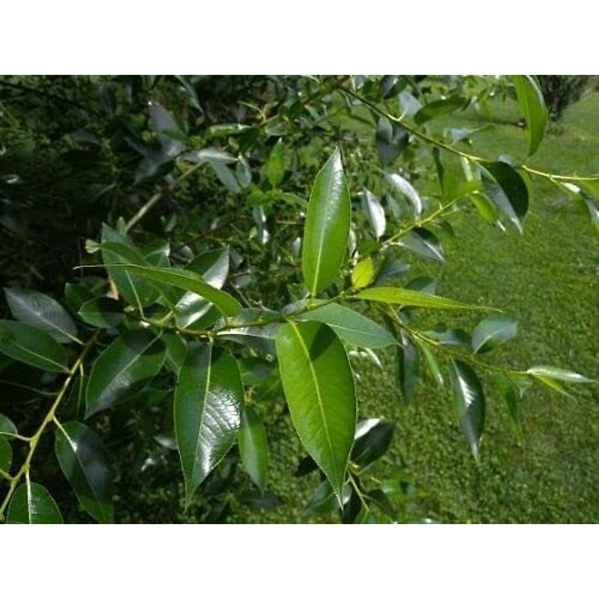 Peach Leaf Willow Tree Cuttings - Grow Rare Bay jocdw (2 Cuttings Tree)