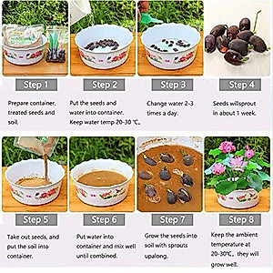 Lotus Flower Seeds for Home Planting Ornamental, Mixed Pink & Red Flower, Can Purify Water and Air, Aquatic Plant for Courtyard, Hotel, Goldfish Pond, Water Lily Seeds