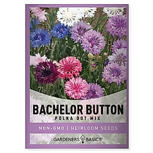 Bachelor Button Seeds for Planting Cornflower (Polka Dot Mix) - Pretty Mix of Bachelors Buttons Seeds Open Pollinated, Non-GMO, Great for Cut Flower Gardens by Gardeners Basics