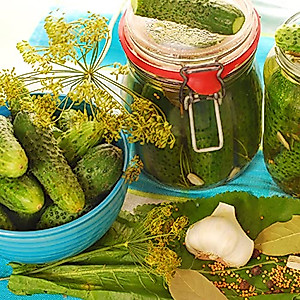 The Old Farmer's Almanac Organic Dill (Bouquet) Seeds - Approx 750 Seeds - Certified Organic, Non-GMO, Open Pollinated, Heirloom, USA Origin