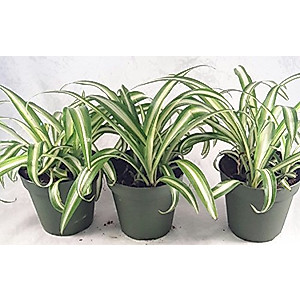 Ocean Spider Plant - 4'' Pot 3 Pack for Better Growth - Cleans the Air/Easy to Grow by Jmbamboo