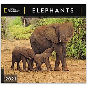National Geographic Elephants 2021 Wall Calendar