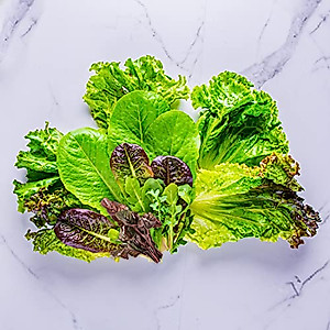 Aerogarden Salad Greens Seed Pod Kit with Red, Green, Romaine and Butter Leaf Lettuce, Liquid Plant Food and Growing Guide (9-Pod)