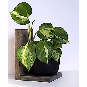 Daniel's Plants Midcentury Modern Gallery Wall Plant Shelf | Pack of 3 Wooden Shelves | L Shaped Floating Shelf Kit | Floating Shelves | Wood Floating Shelf