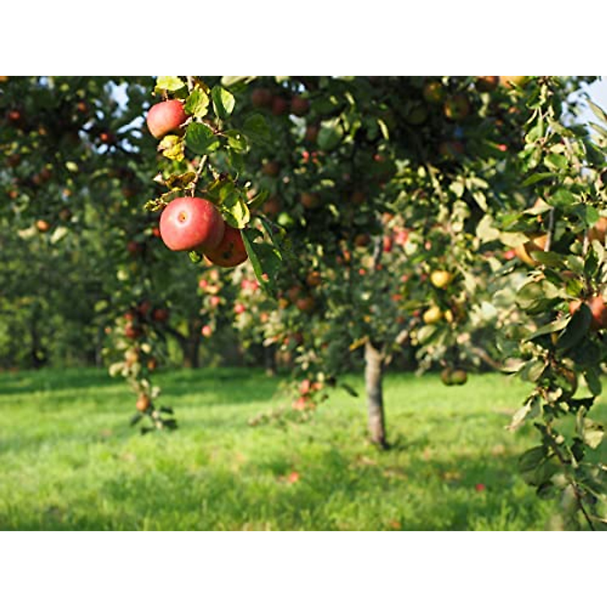 300Pcs|Apple Tree Seeds for Planting|Healthy，Sweet，Delicious（NOTSWOH）