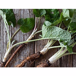 David's Garden Seeds Burdock GOBO Takinogawa FBA-3522 (Brown) 100 Non-GMO, Heirloom Seeds