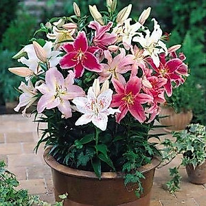 Mixed Oriental Lilies (8 Pack of Bulbs) - Freshly Dug Lily Flower Bulbs