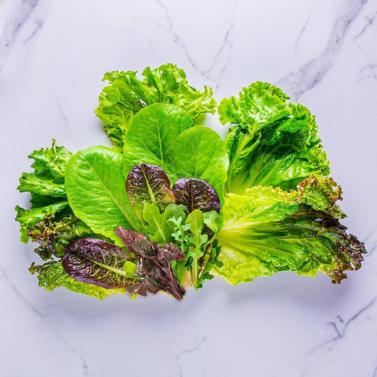 Aerogarden Salad Greens Seed Pod Kit with Red and Green Leaf, Romaine and Butter Head Lettuce, Liquid Plant Food and Growing Guide (6-Pod)