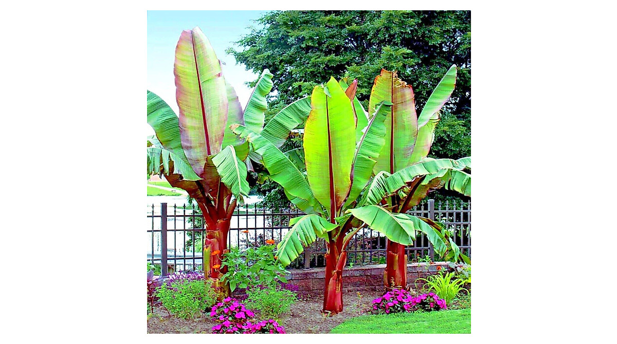 Grow Abyssinian Banana Trees: Ensete ventricosum Seeds (5)