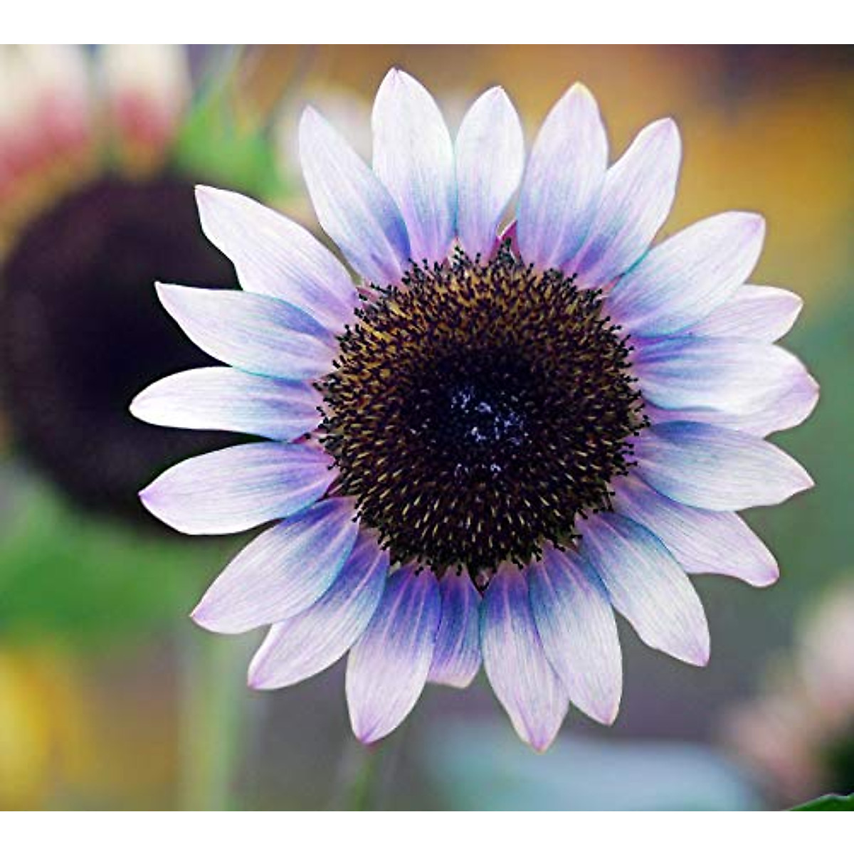 Sunflower Seeds for Planting 50 Pcs Seeds Rare Multi Color Garden Seeds Sunflowers