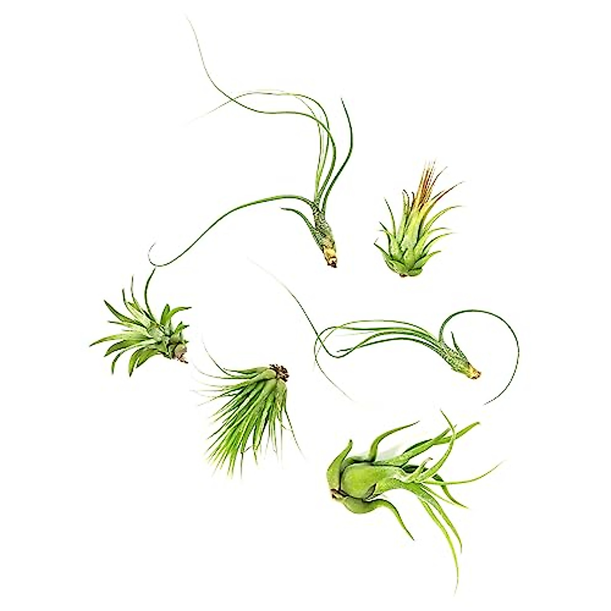 Tillandsia Air Plants Live Indoor Plants (6PK), Airplants Variety Live Plant Kit, Tropical Plants Live Houseplants, Air Plant Live Succulents Plants Live Plants Indoor House Plants by Plants for Pets