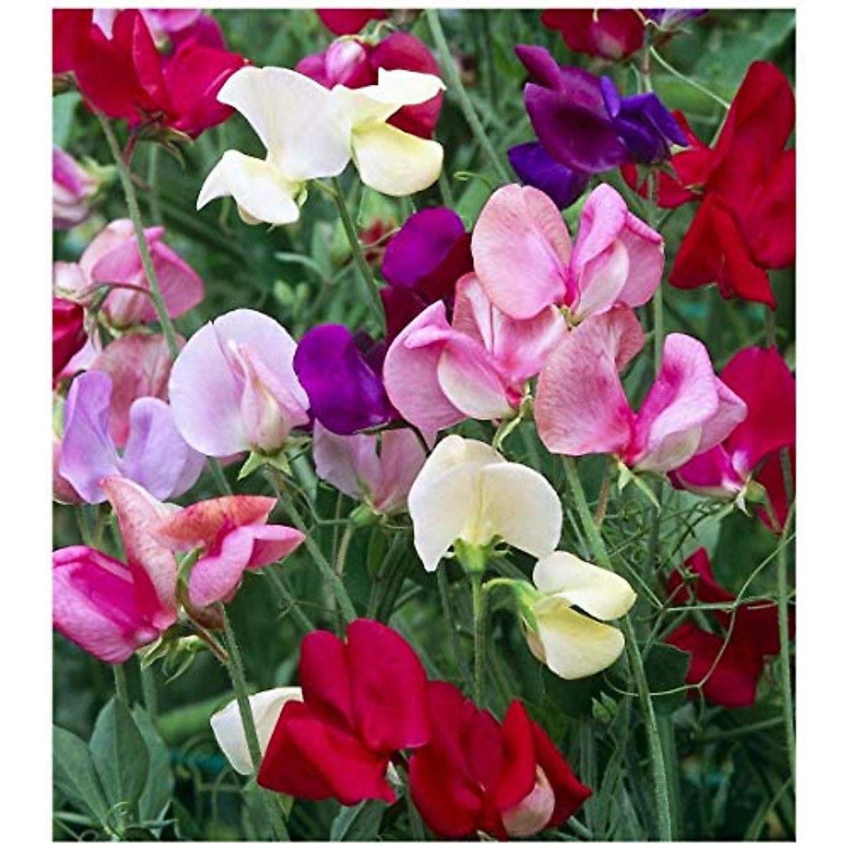 Earthcare Seeds Fragrant Sweet Peas 100 Seeds Royal Family (Lathyrus odoratus)