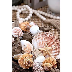 ANDALUCA Seashell Driftwood Home Fragrance Potpourri Vase & Bowl Filler Decor (Coral Beach)