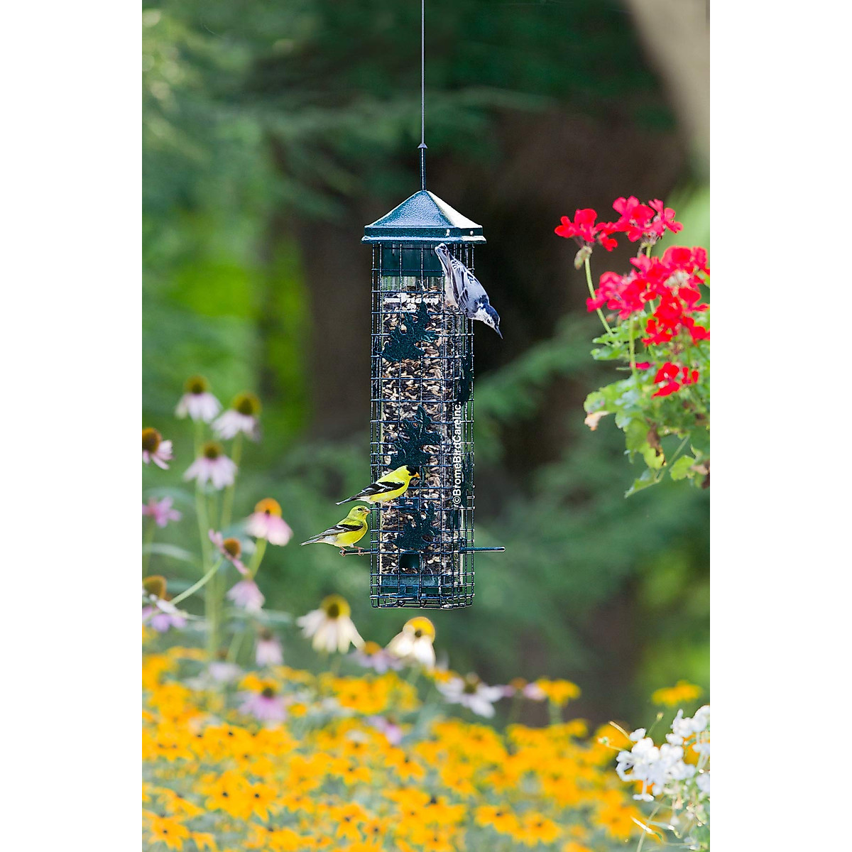 Squirrel Solution200 Squirrel-proof Bird Feeder w/6 Feeding Ports, 3.4-pound Seed Capacity, Free Seed Funnel