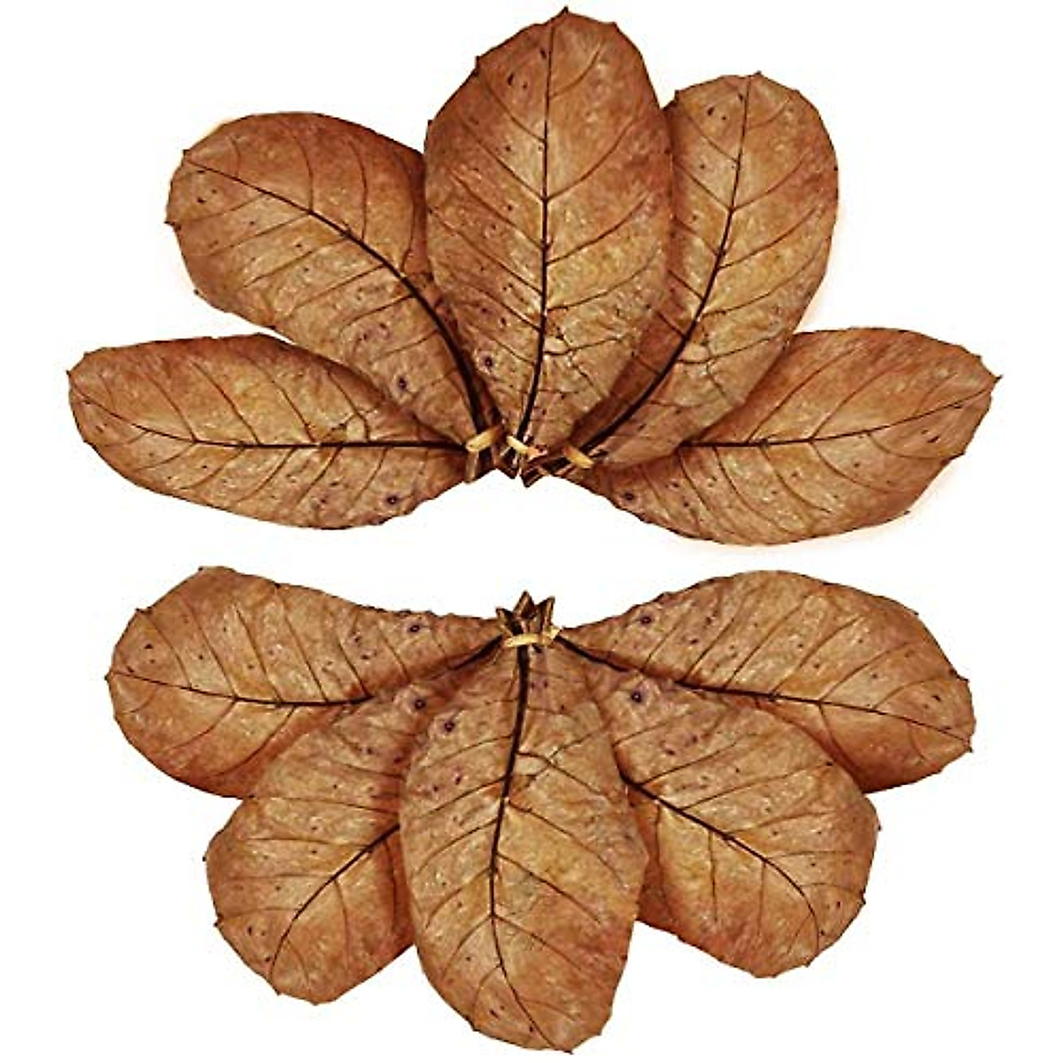 SunGrow 10 Pack Axolotl Indian Almond Leaves for Aquarium, 5-Inches, Catappa Leaf Soothes Pet’s Slime Skin, Aquarium Water Conditioner Leaves Improves Tank Water Quality, Speeds Up Recovery Process